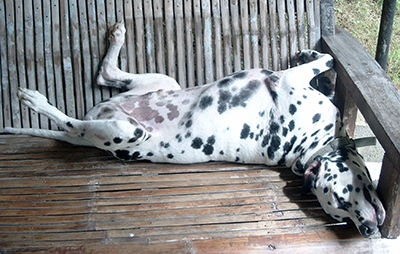 The Dorn Method - Dorn with Animals